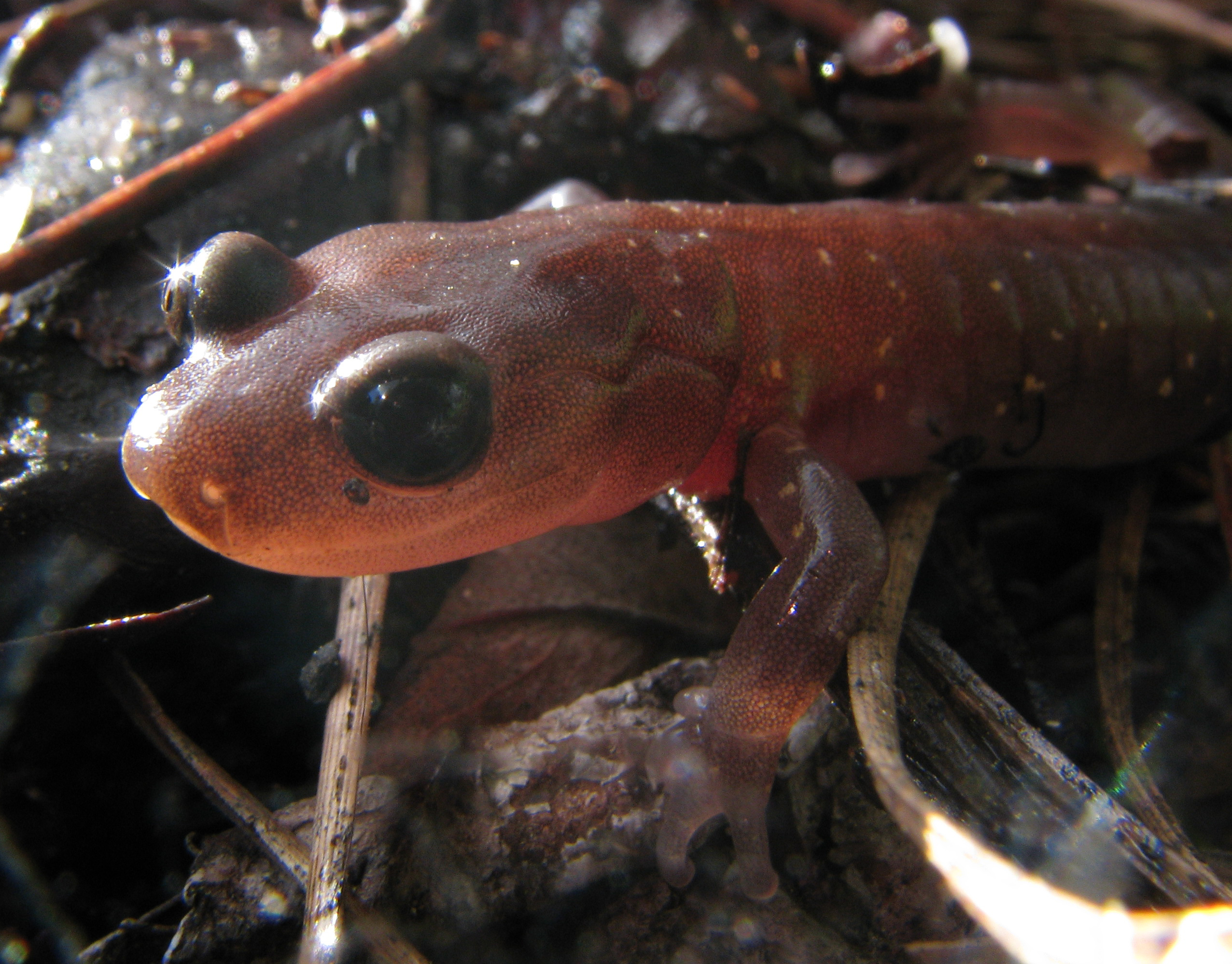 Arboreal Salamander - Elkhorn Slough