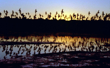 Shorebird Use of Mudflats in Elkhorn Slough | Elkhorn Slough