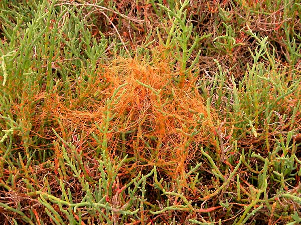 Pickleweed - Elkhorn Slough