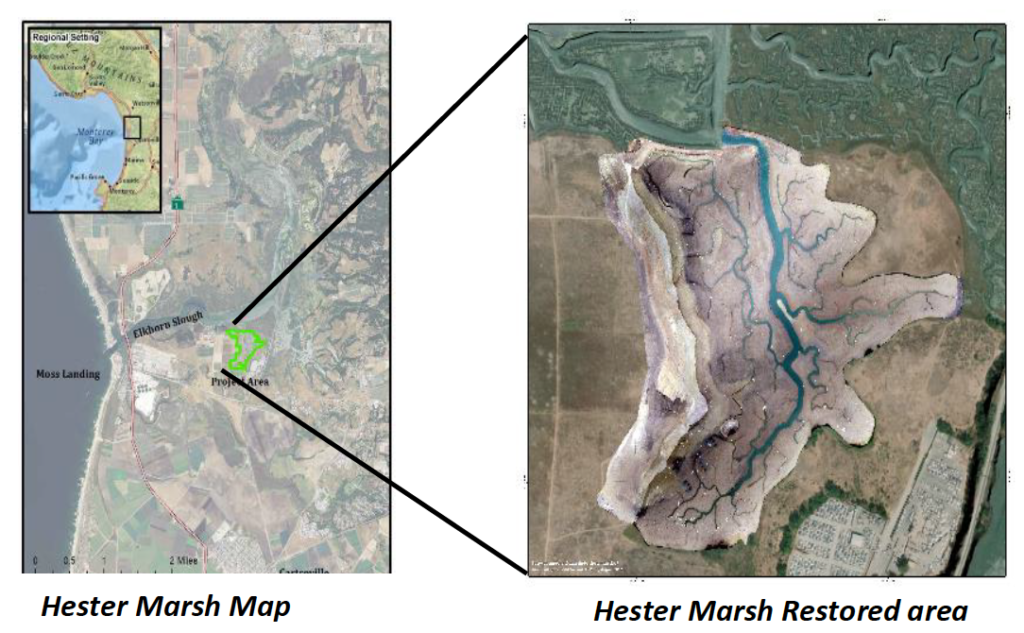 Hester Marsh Animal Field Notes - Elkhorn Slough