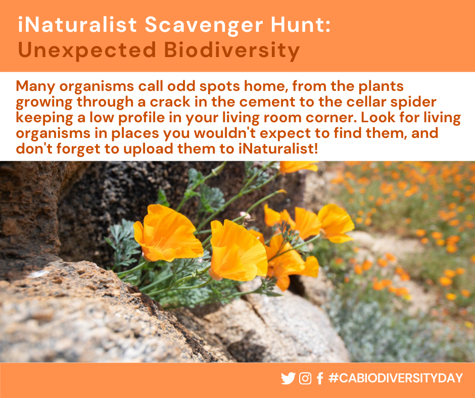 Virtual Event: Biodiversity Week - Elkhorn Slough