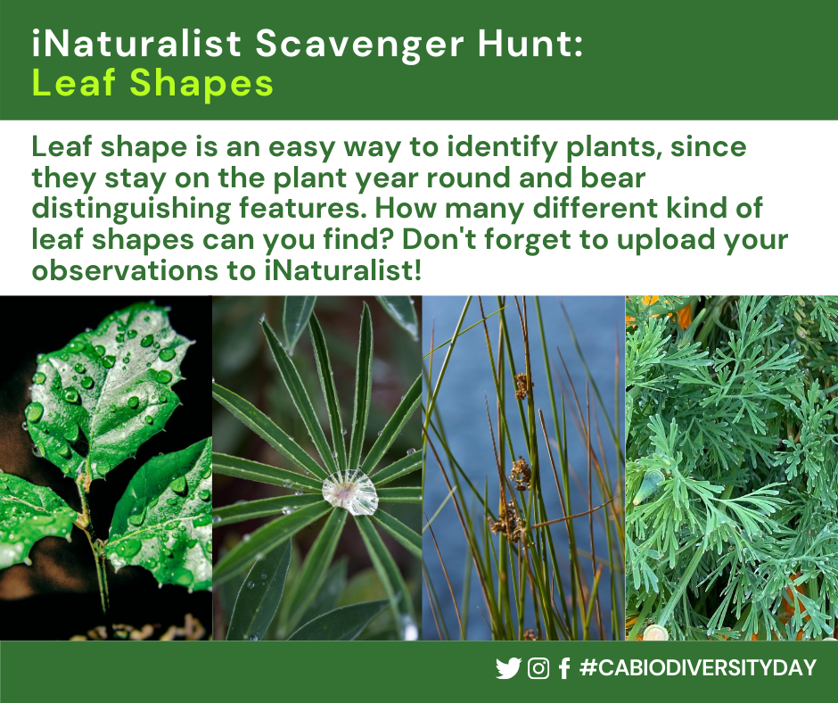 Virtual Event: Biodiversity Week - Elkhorn Slough