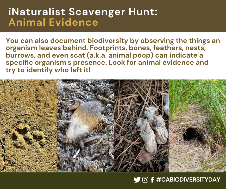 Virtual Event: Biodiversity Week - Elkhorn Slough