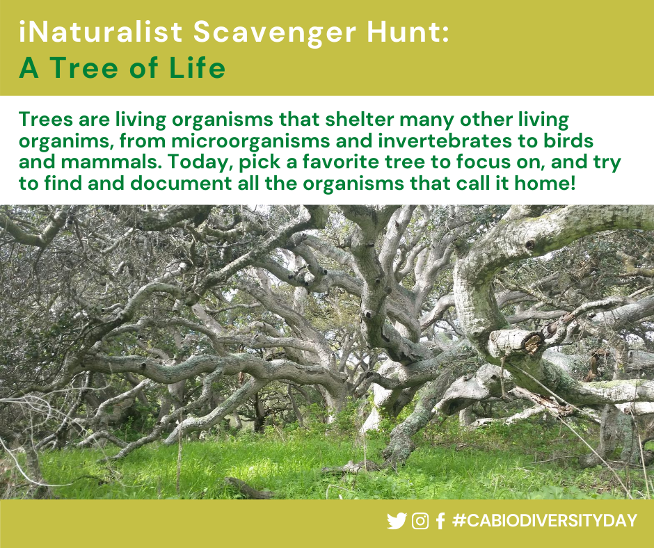 Virtual Event: Biodiversity Week - Elkhorn Slough