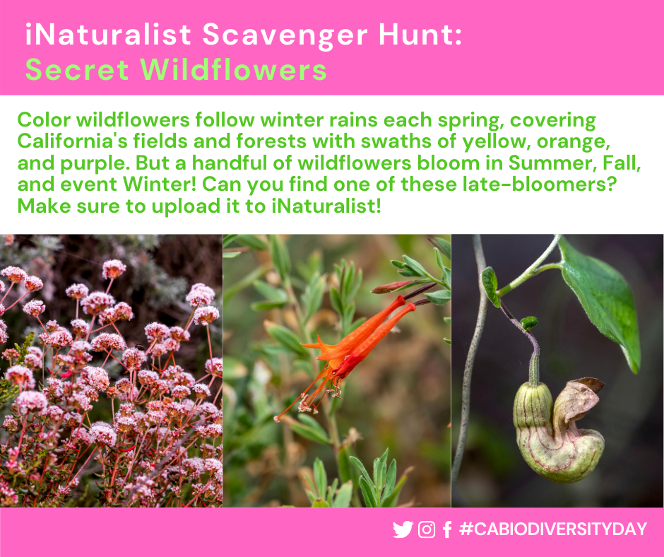 Virtual Event: Biodiversity Week - Elkhorn Slough