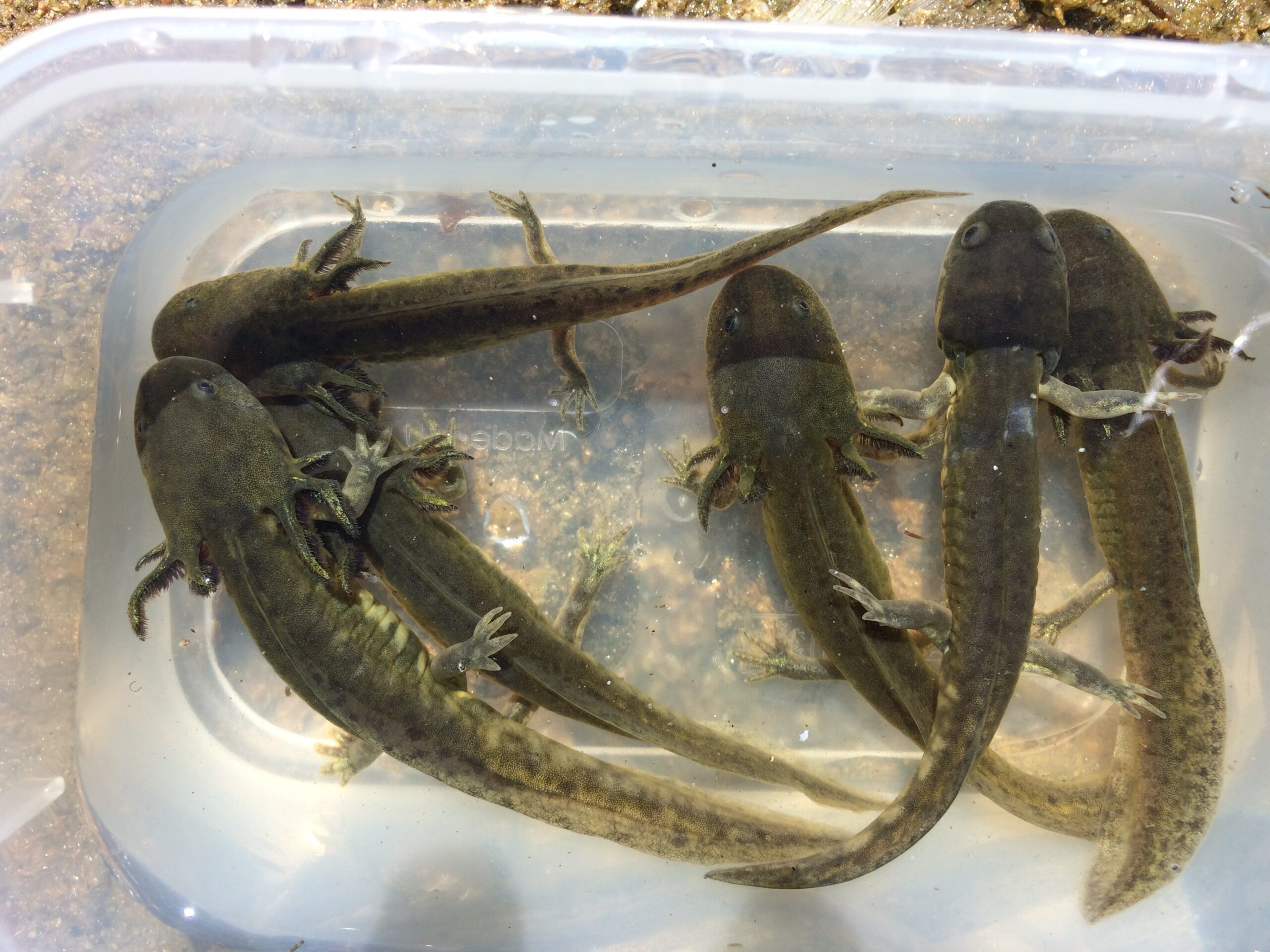 Amphibian Research, Habitat Restoration and Monitoring Program ...